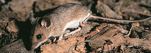 Rongeurs | Patrimoine du Morvan